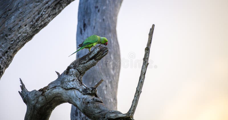 Parrot Bird Lit Up by the Beautiful Soft Evening Natural Light Stock ...