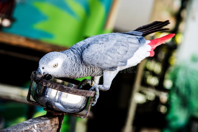 Parrot bird stock photo. Image of popinjay, feed, poultry - 86589252