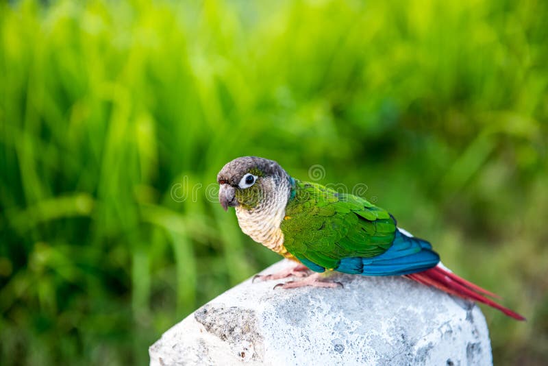 383 Popinjay Bird Photos - Free & Royalty-Free Stock Photos from Dreamstime