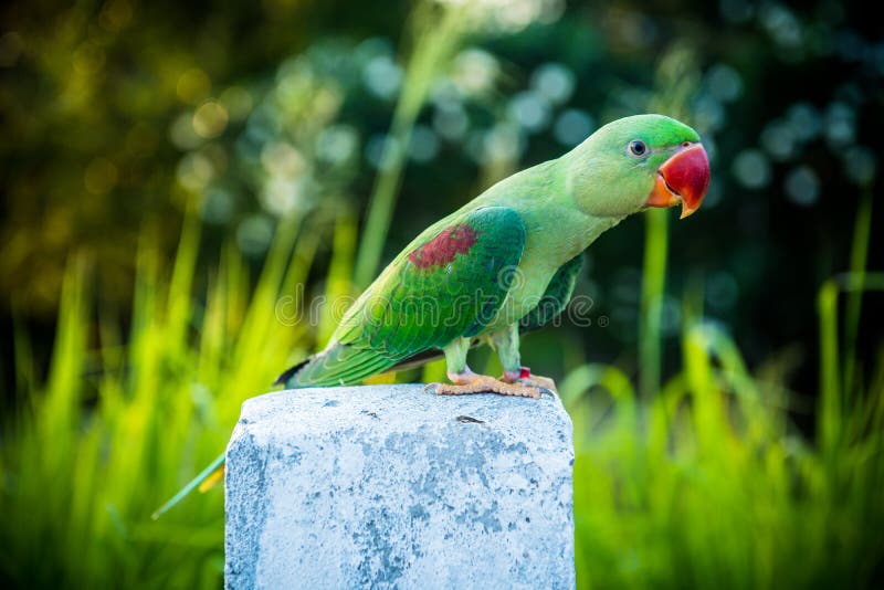 Parrot bird stock image. Image of parr, tree, bird, wild - 93378747