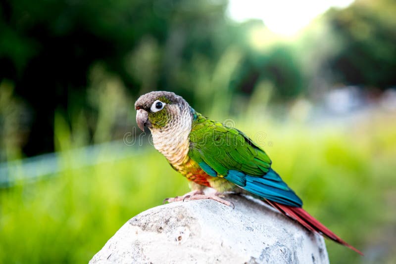 Parrot bird stock photo. Image of popinjay, bird, brilliant - 94489346