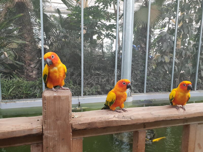 A Parrot Bird with Orange Fur Color Was Perched in a Cage Stock Image ...
