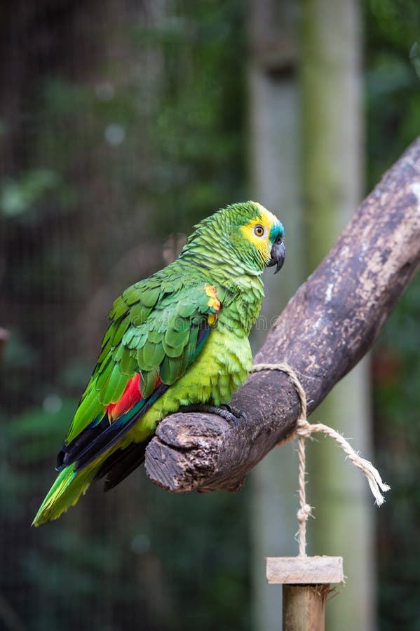 Parrot in Bird Park, Iguazu, Brazil Stock Image - Image of wildlife ...