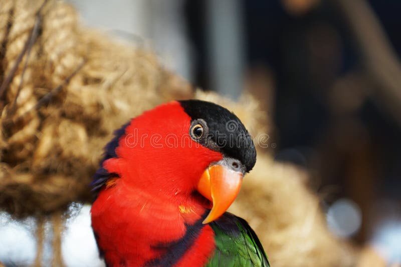 Parrot bird portrait stock photo. Image of parrots, horizontal - 37002332