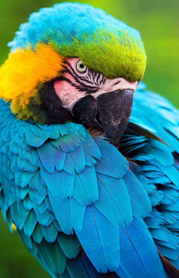 Parrot bird stock photo. Image of jungle, savannah, south - 47595330