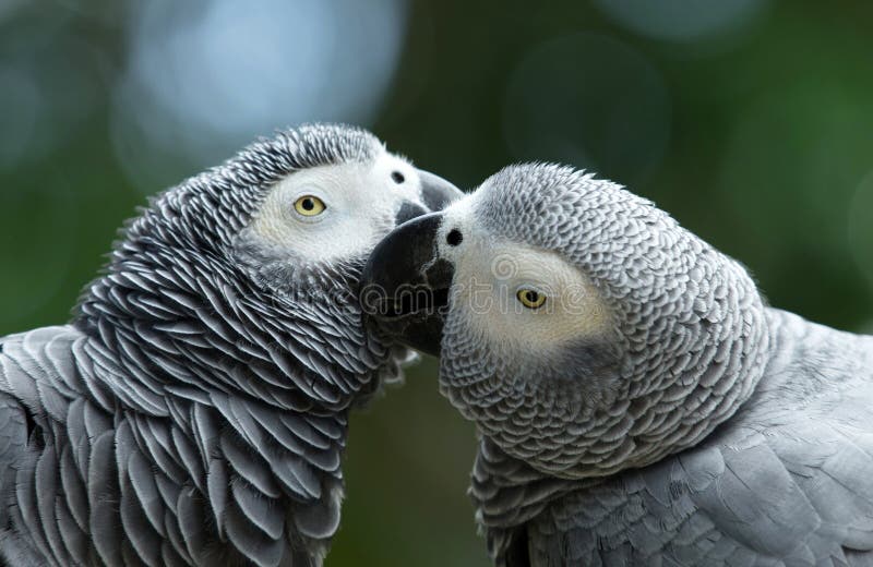 Parrot Bird Sitting on Perch Stock Image - Image of nature, bird: 260762571