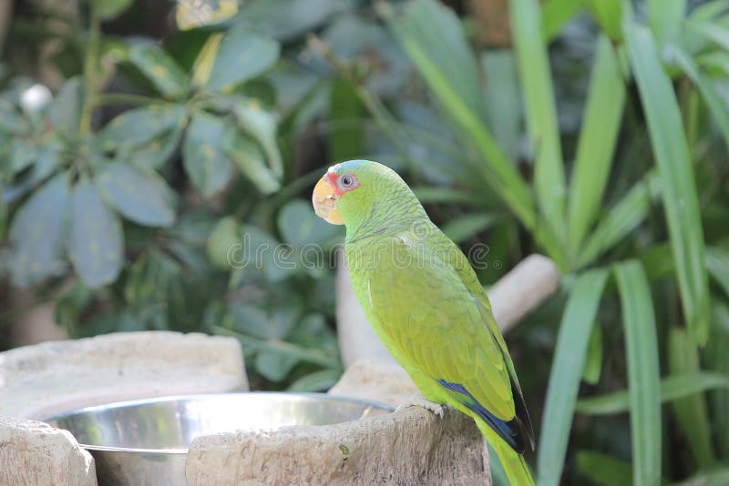 Parrot Bird Sitting on the Perch Stock Image - Image of colorful ...