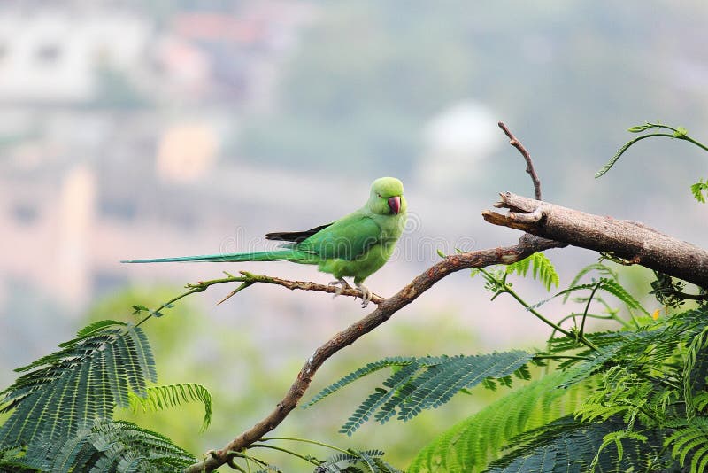 Parrot bird sting on tree stock photo. Image of beautyful - 104517964