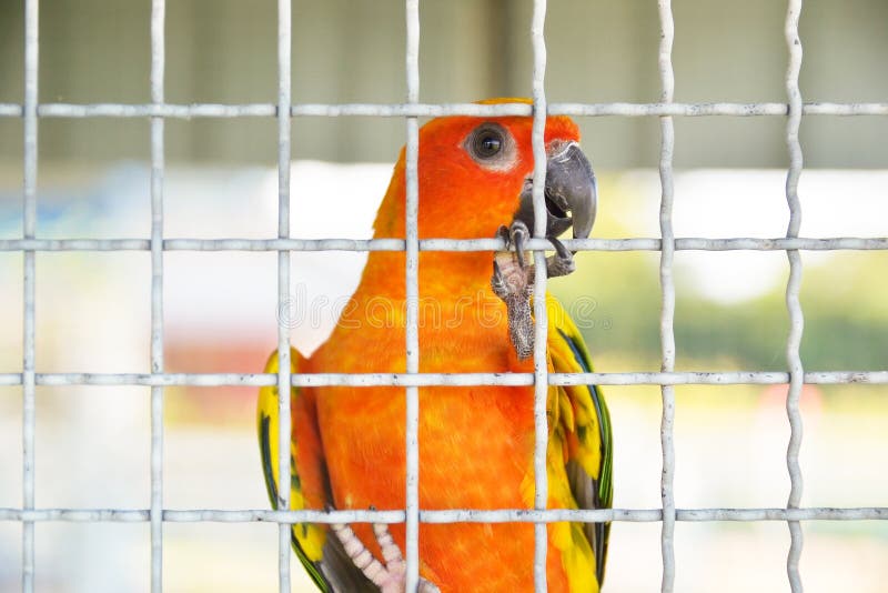 Parrot Bird Sun Conure or Sun Parakeet (Aratinga Solstitialis Stock ...