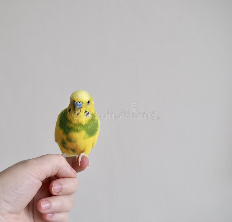 The Parrot Bird is a Yellow Pet Sitting on the Arm Stock Image - Image ...