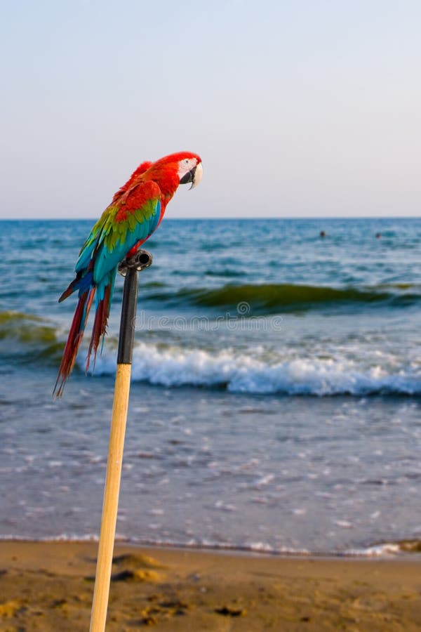 1,516 Parrot Tropical Beach Stock Photos - Free & Royalty-Free Stock ...