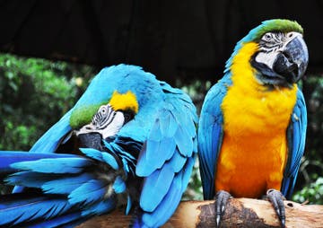 Parrot birds stock image. Image of java, animals, wild - 16006713