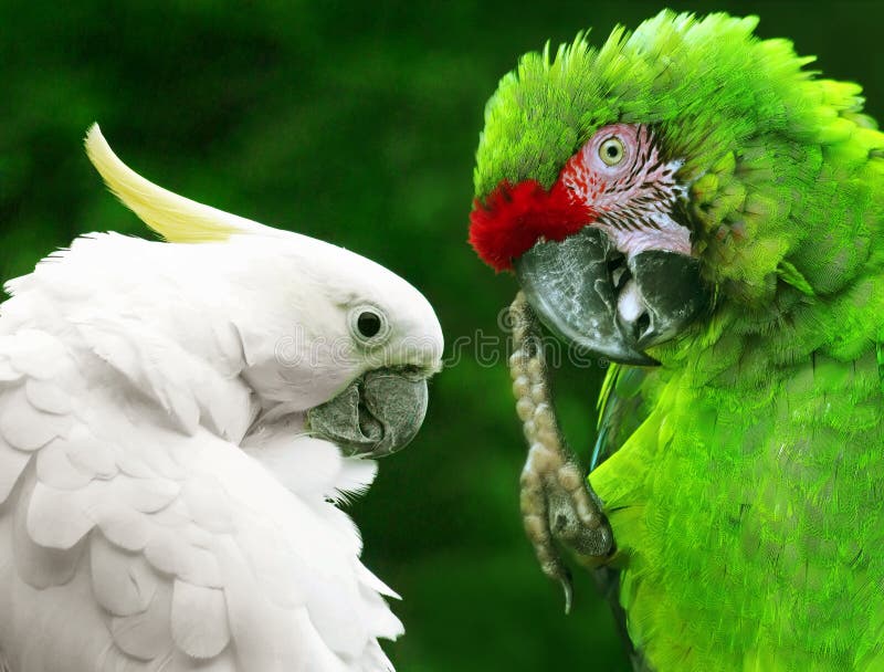 Parrot birds stock image. Image of jungle, parrot, flight - 20530519