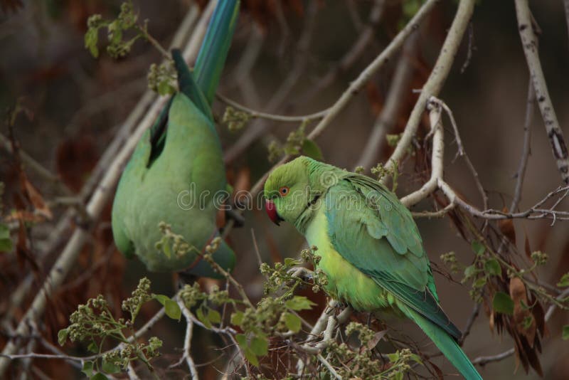 Parrot Birds on Beautiful and Large Trees Stock Photo - Image of trees ...