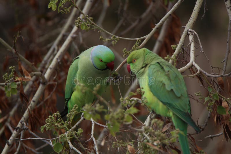 A Big and Beautiful Parrot in a Cage Stock Photo - Image of looking ...