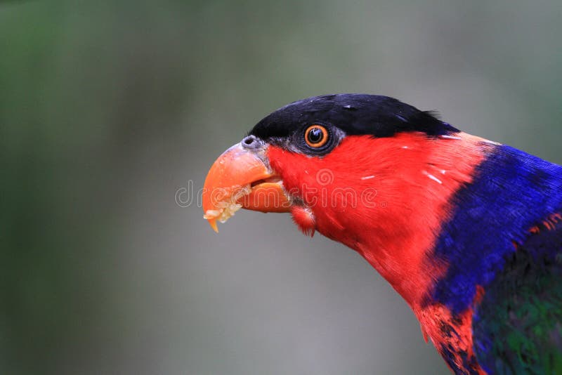 Parrot Black Capped Lory . Wildlife Animal Stock Image - Image of green ...