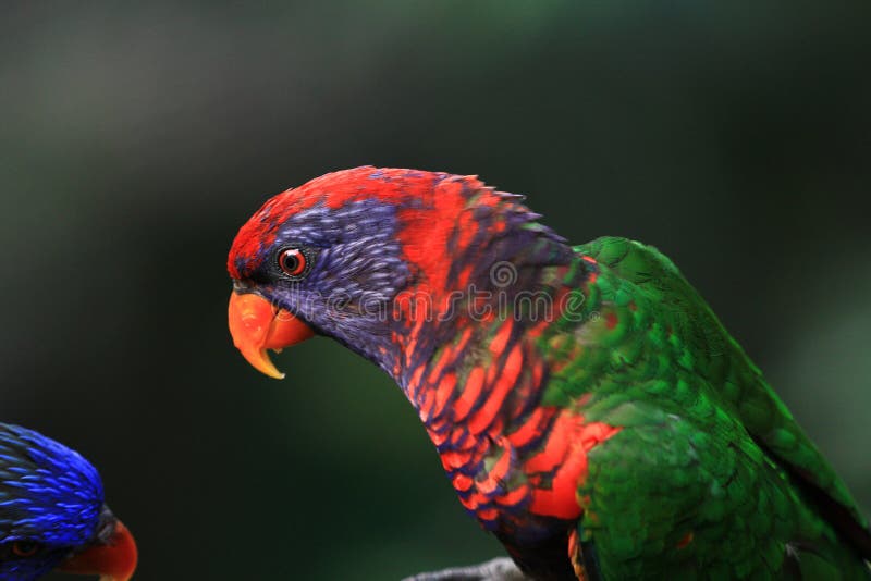 Parrot Black Capped Lory . Wildlife Animal Stock Photo - Image of ...