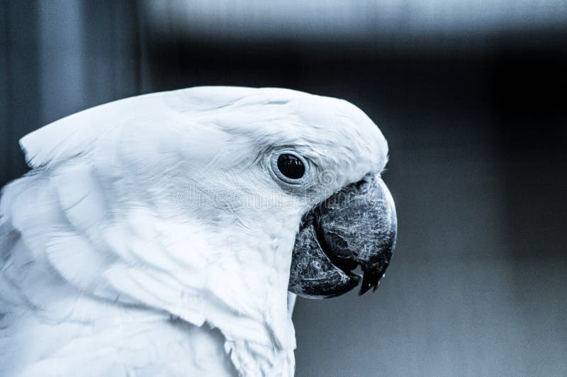 113 Parrot Scale Stock Photos - Free & Royalty-Free Stock Photos from ...