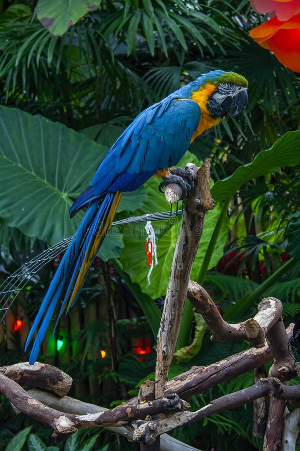 Parrot stock image. Image of parrot, beak, white, branch - 262662829