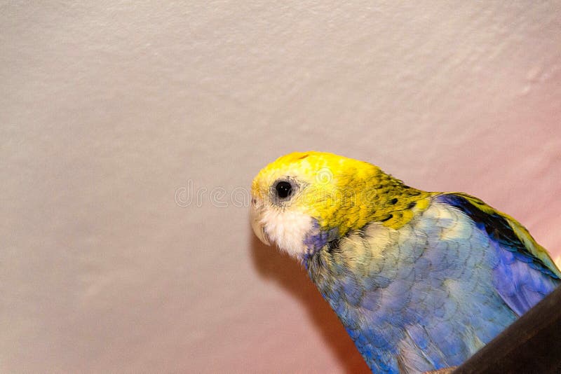 Parrot, blue rosella stock image. Image of eastern, exotic - 113177985