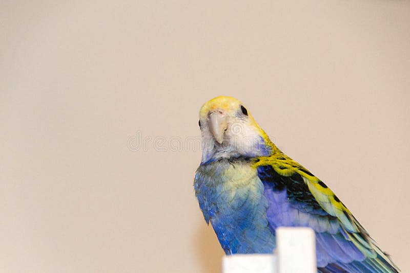 Parrot, blue rosella stock image. Image of nature, parakeet - 113178243