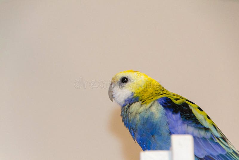 Parrot, blue rosella stock photo. Image of cute, drawing - 114002136