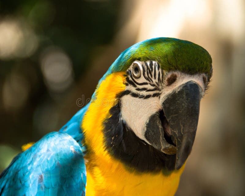 Parrot stock image. Image of beak, blue, yellow, parrot - 43400813