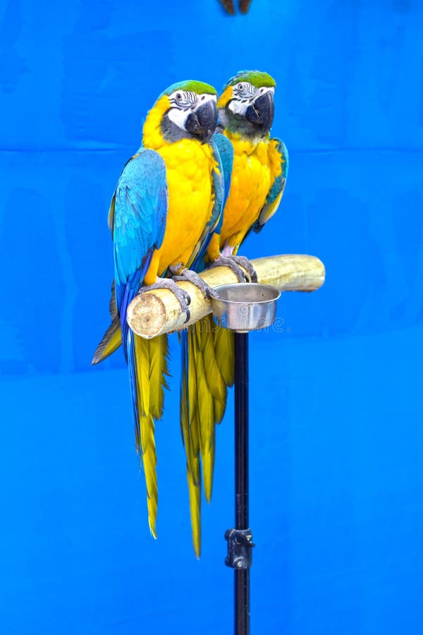 Parrot Blue Yellow Couple Wildlife Stock Photo - Image of yellow, wing ...