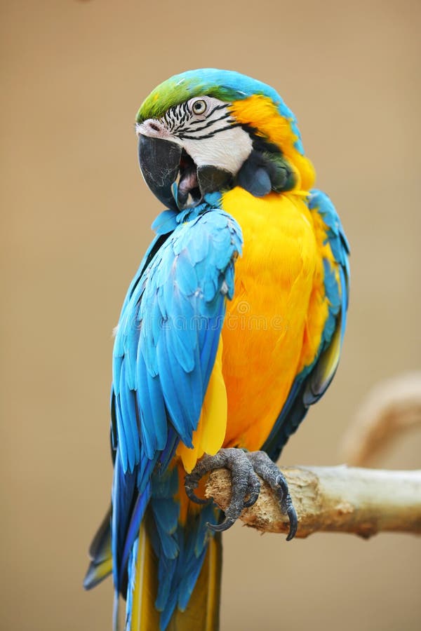 Blue And Yellow Parrots