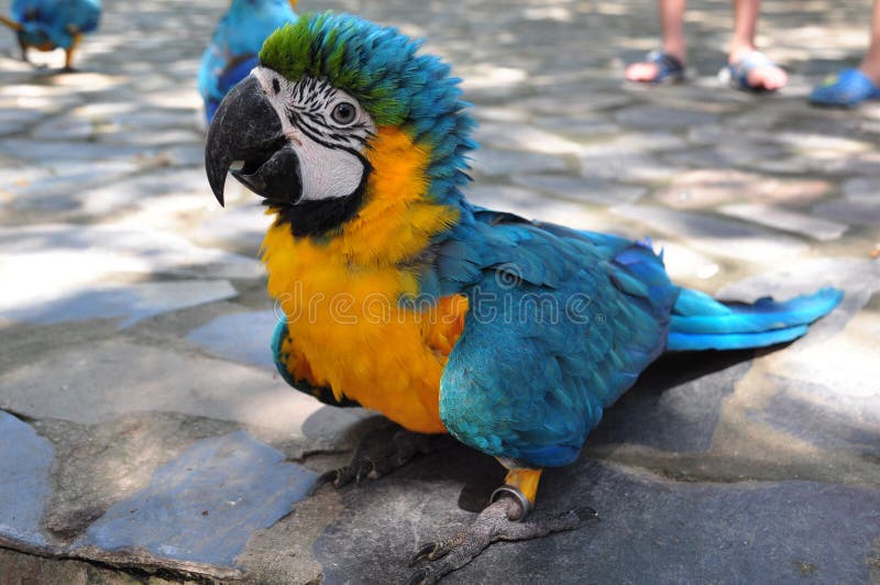 Parrot, Blue-and-yellow Macaw Stock Image - Image of beautiful, feather ...