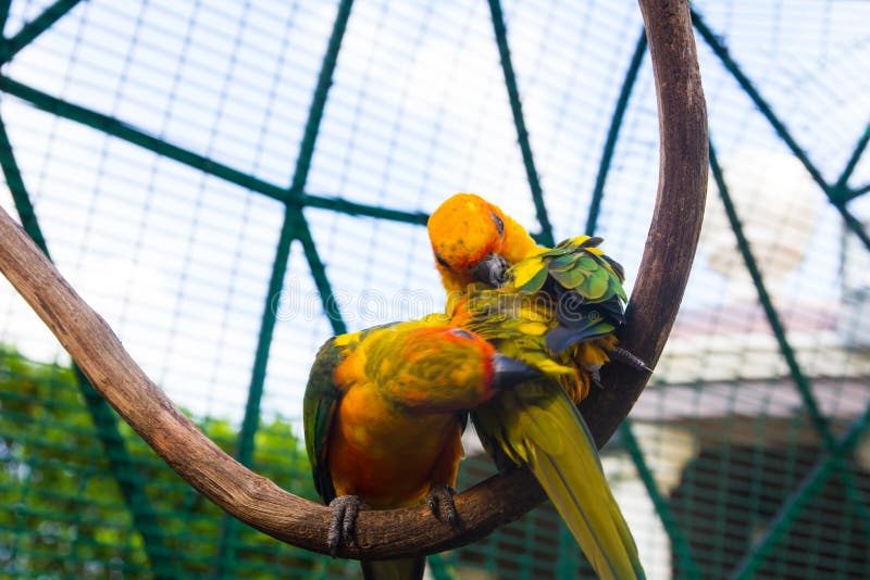 Parrot on a branch stock image. Image of bird, beautiful - 148294525