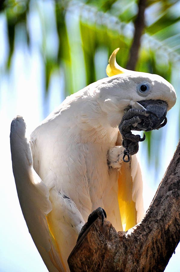 Parrot on a branch stock image. Image of tropical, nature - 9373169