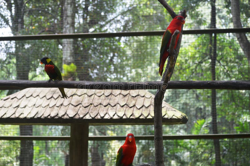 PARROT on a BRANCH stock photo. Image of domestic, colorful - 92276634