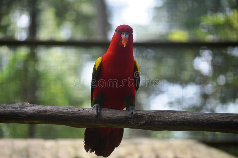 PARROT on a BRANCH stock photo. Image of habitat, australia - 92276618