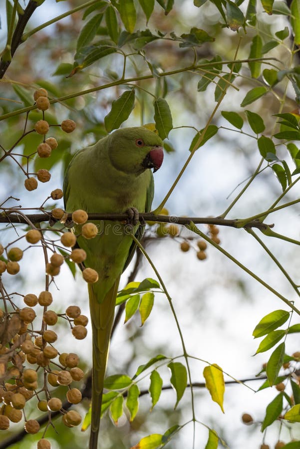 Indian Cow Resting in the Street Stock Image - Image of traditional ...