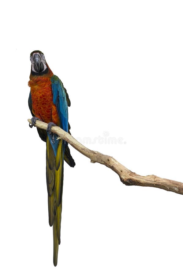Parrot on a branch stock photo. Image of wild, nature - 66979984