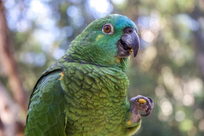 1,364 Brazilian Parrot Stock Photos - Free & Royalty-Free Stock Photos ...