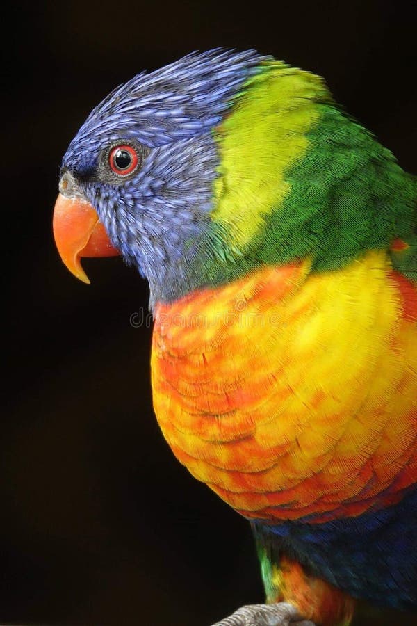 Parrot stock photo. Image of ideal, parrot, poster, bird - 143687234