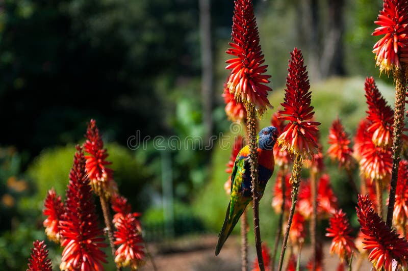 Parrot in Brisbane stock image. Image of garden, parrot - 57718693