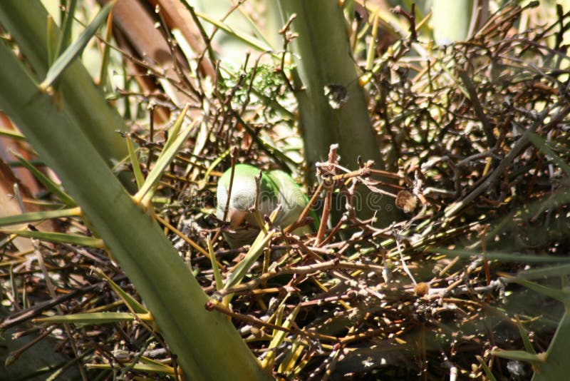 Parrot Building Its Nest with Branches Stock Image - Image of home ...