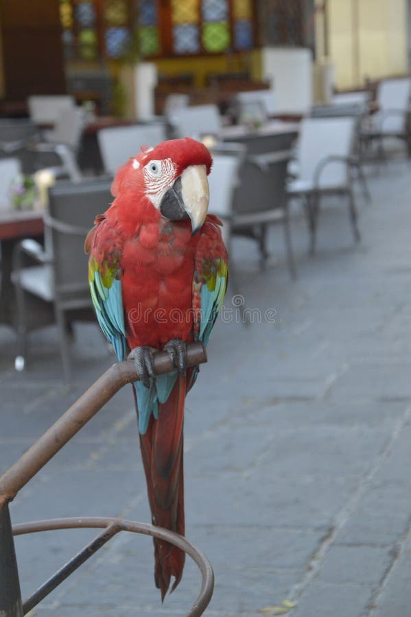 Parrot in a cafe stock photo. Image of quail, cafe, wildlife - 285888574