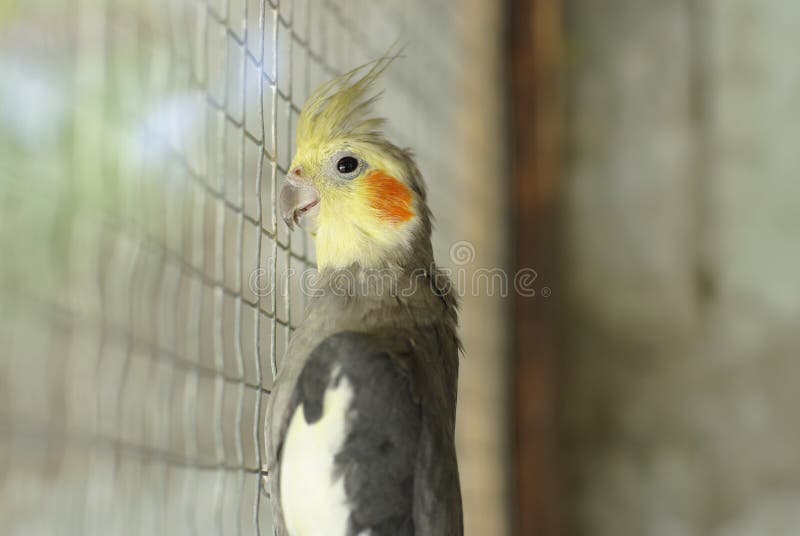 Parrot Nimfa stock photo. Image of duck, tuft, crest - 26452188