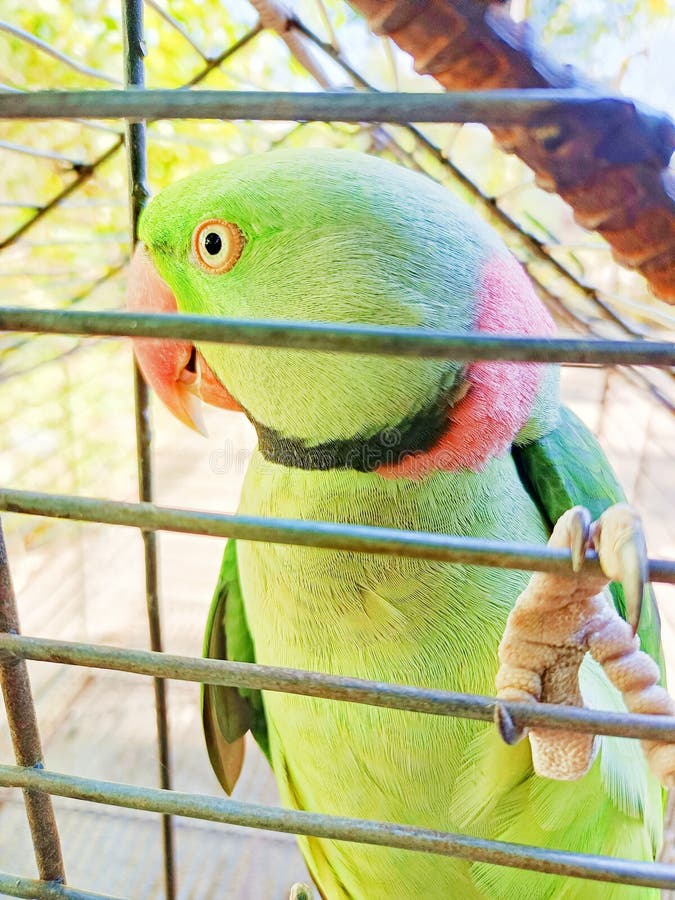 Parrot in the Cage with Beautiful Features Stock Photo - Image of ...