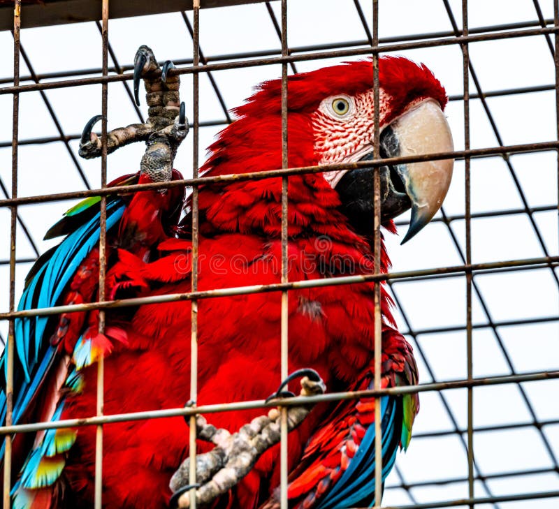 Parrot in a cage stock image. Image of fence, bird, blue - 198281553