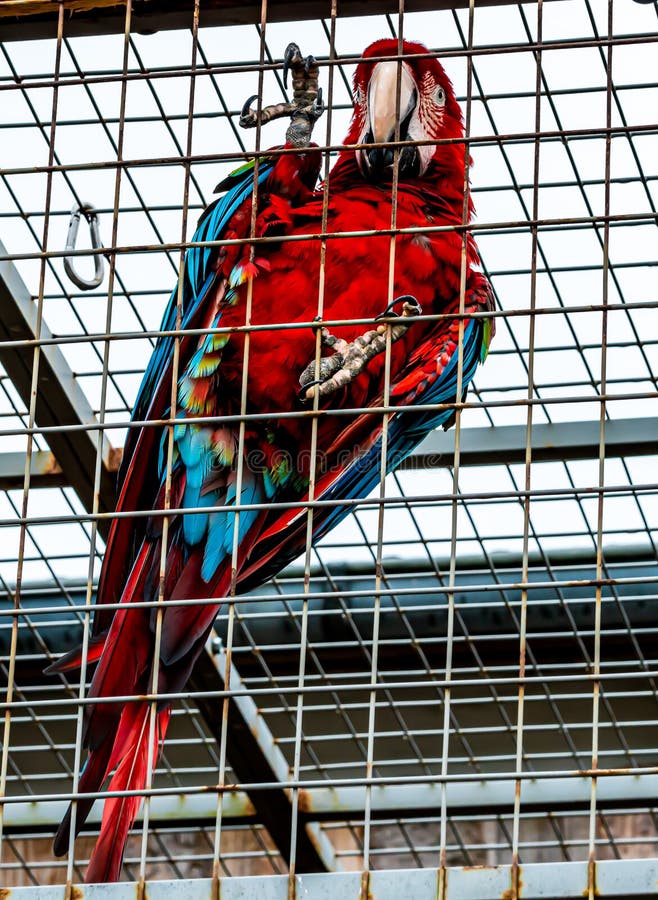 Parrot in a cage stock image. Image of animal, beak - 198309751
