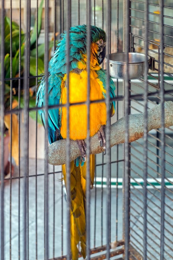 Parrot in the cage stock photo. Image of bird, close - 119046750