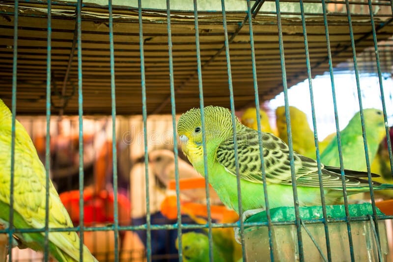 Parrot in a cage stock photo. Image of cute, caged, nature - 78424218