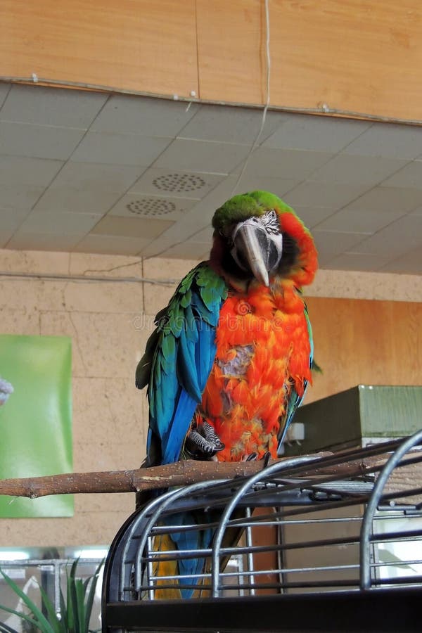 Parrot stock photo. Image of desert, wing, color, environment - 55733144