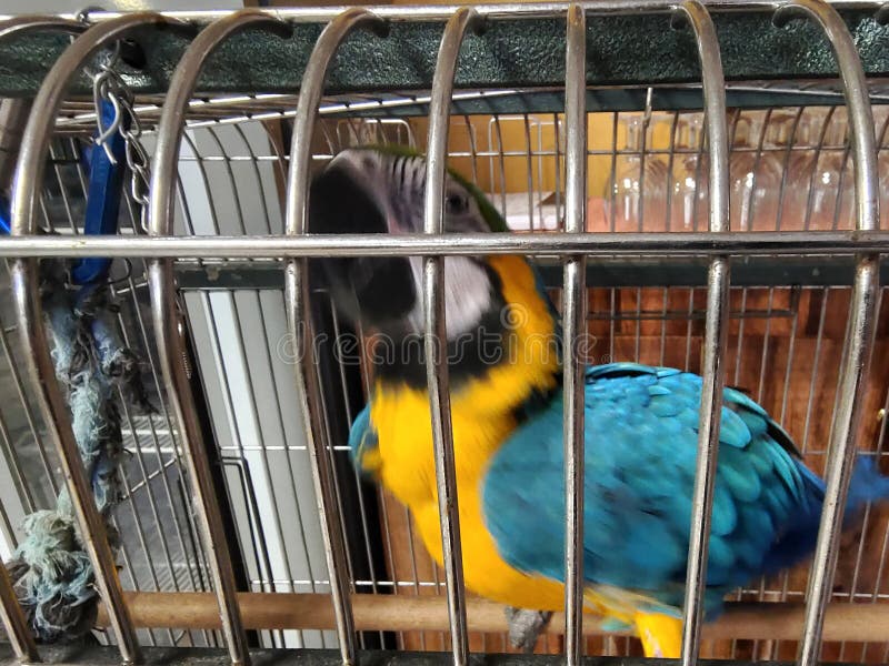 Parrot in cage stock photo. Image of yellow, cage, fluffy - 381562260