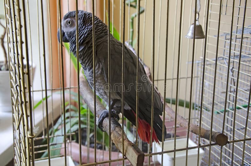 Parrot in a cage stock photo. Image of tropical, beak - 49253442